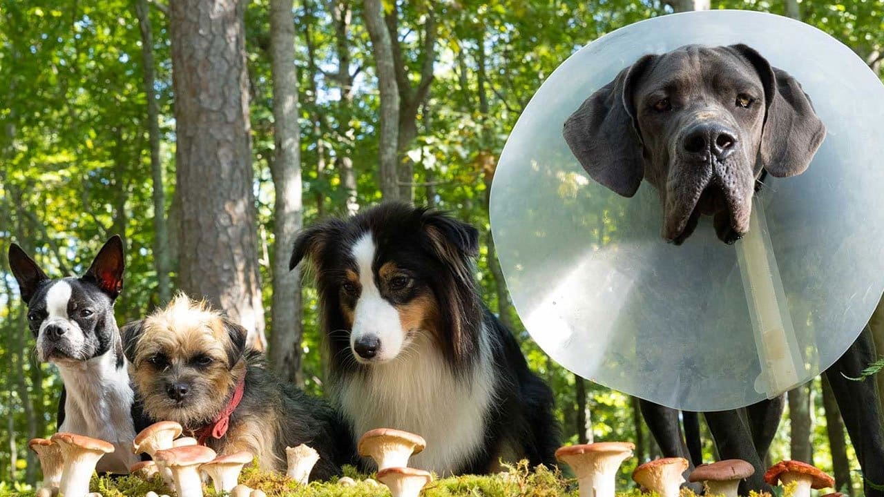 Strays (2023) Review - Stinks like dog poop - Explosion Network