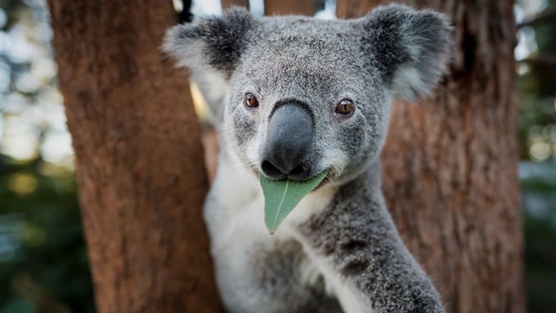 Koalaty Critics: Top 25 Games of 2024 - Explosion Network